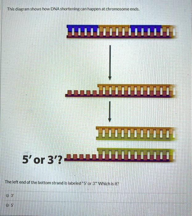 this diagram shows how dna shortening can happen at chromosomeends 5 or ...