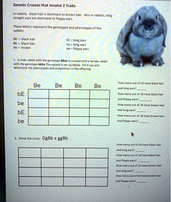 Genetic Crosses that Involve 2 Traits In rabbits, black hair is ...