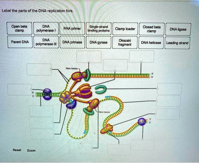 SOLVED: Label the parts of the DNA replication fork: Open beta clamp DNA polymerase RNA primer ...