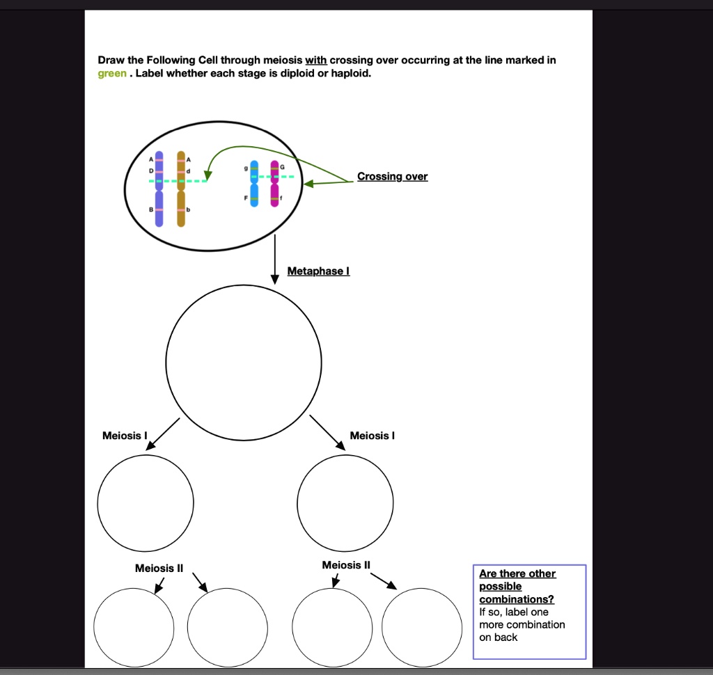 SOLVED:Draw the Following Cell through meiosis with crossing over ...