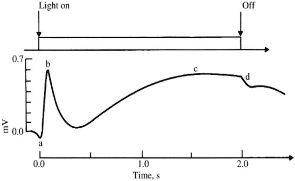 a typical electroretinogram erg potential the action potential recorded ...