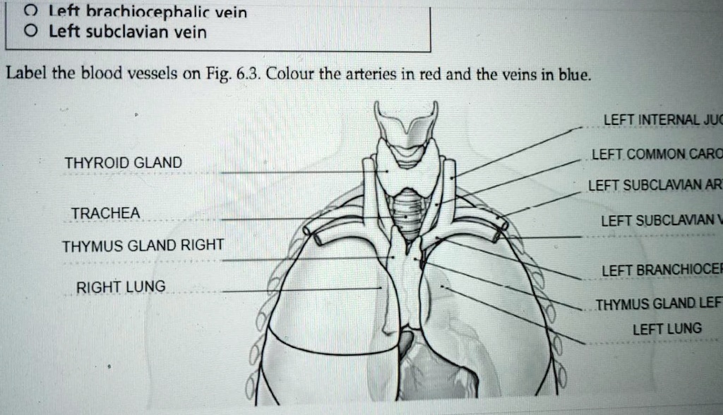 SOLVED: Text: Label blood vessels on Fig. 6.3. Color the arteries in ...