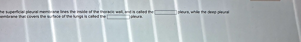 the superficial pleural membrane lines the inside of the thoracic wall ...