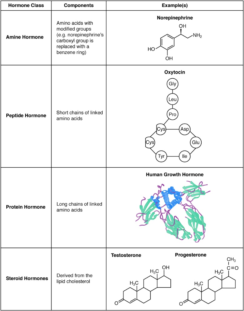 Hormone Class Components Examples Norepinephrine Oh Amino Acids With Modified Groups Eg