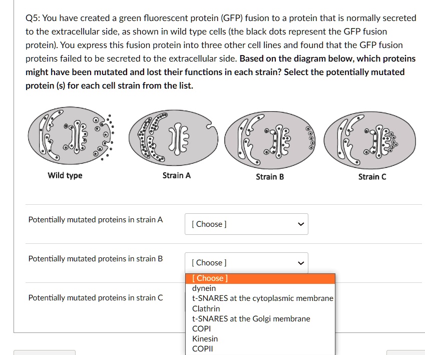 SOLVED: Q5: You have created a green fluorescent protein (GFP) fusion to a protein that is ...