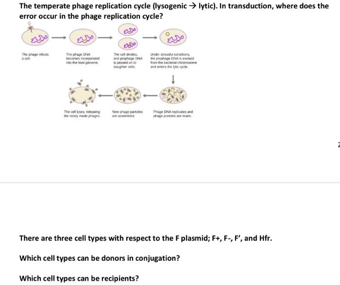 The Temperate Phage Replication Cycle Lysogenic Lytic In Transduction Where Does The Error