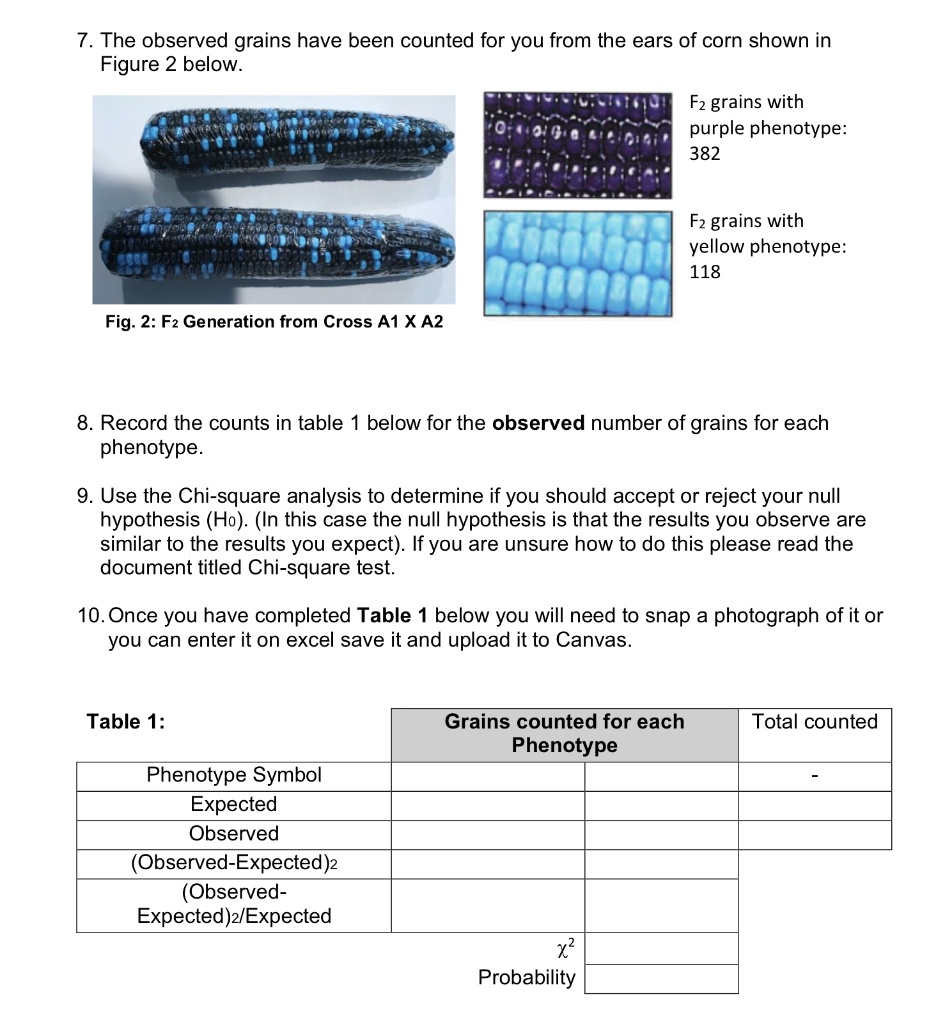 the observed grains have been counted for you from the ears of corn ...