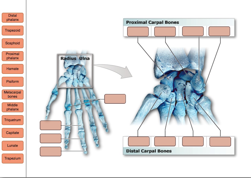 SOLVED: Bones of the Wrist and Hand Distal phalanx Proximal Carpal ...