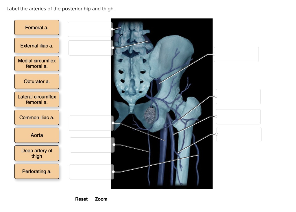 Label the arteries of the posterior hip and thigh. Femoral a. External iliac a. Medial ...