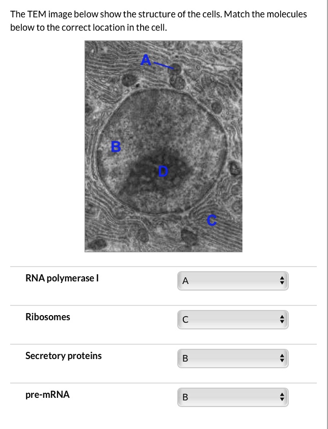 the tem image below show the structure of the cells match the molecules ...