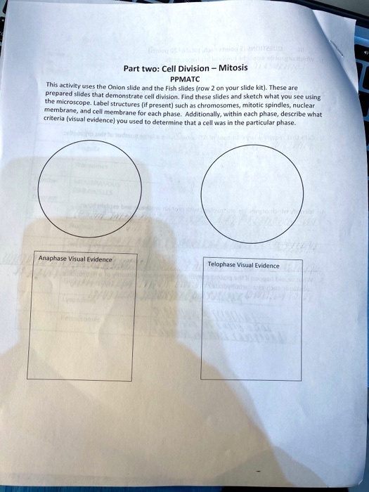 SOLVED: Part Two: Cell Division - Mitosis PPMATC Anaphase: Visual ...