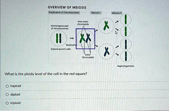 OVERVIEW OF MEIOSIS Duplication of Chromosomes Meiosis...