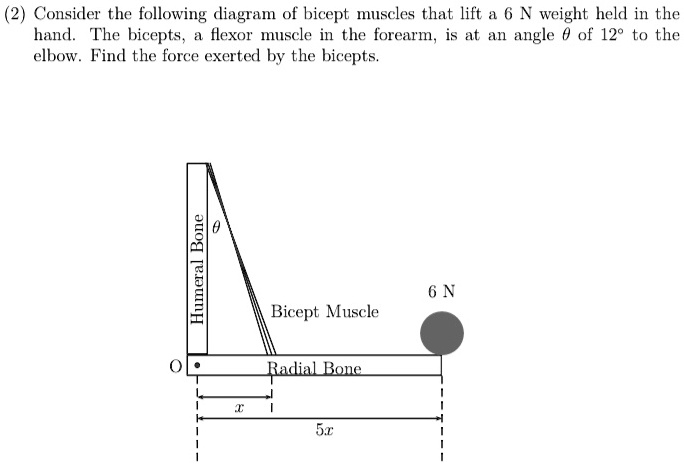 (2) Consider the following diagram of bicept muscles that lift a 6 N ...