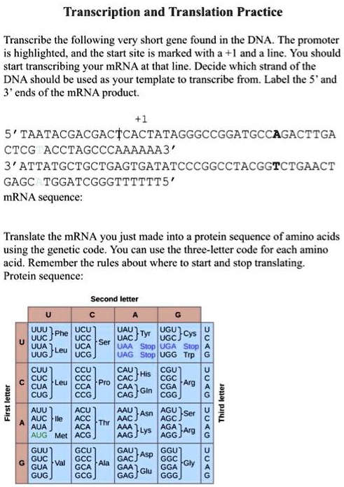 SOLVED: Text: Transcription and Translation Practice Transcribe the ...