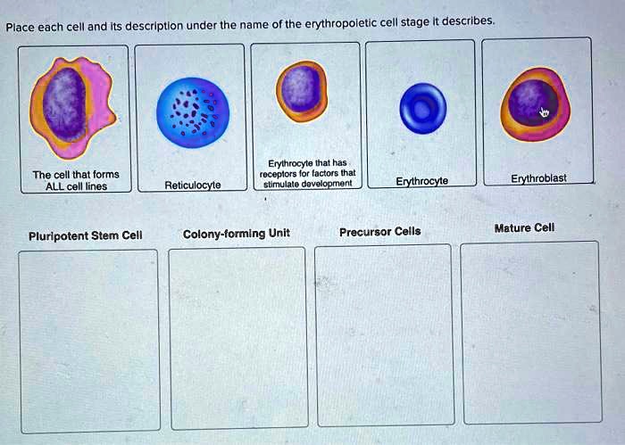 SOLVED: Text: Place each cell and its description under the name of the ...
