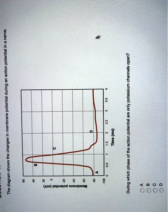 SOLVED: nerve: action potential in potential during membrane changes the shows diagram The opon ...