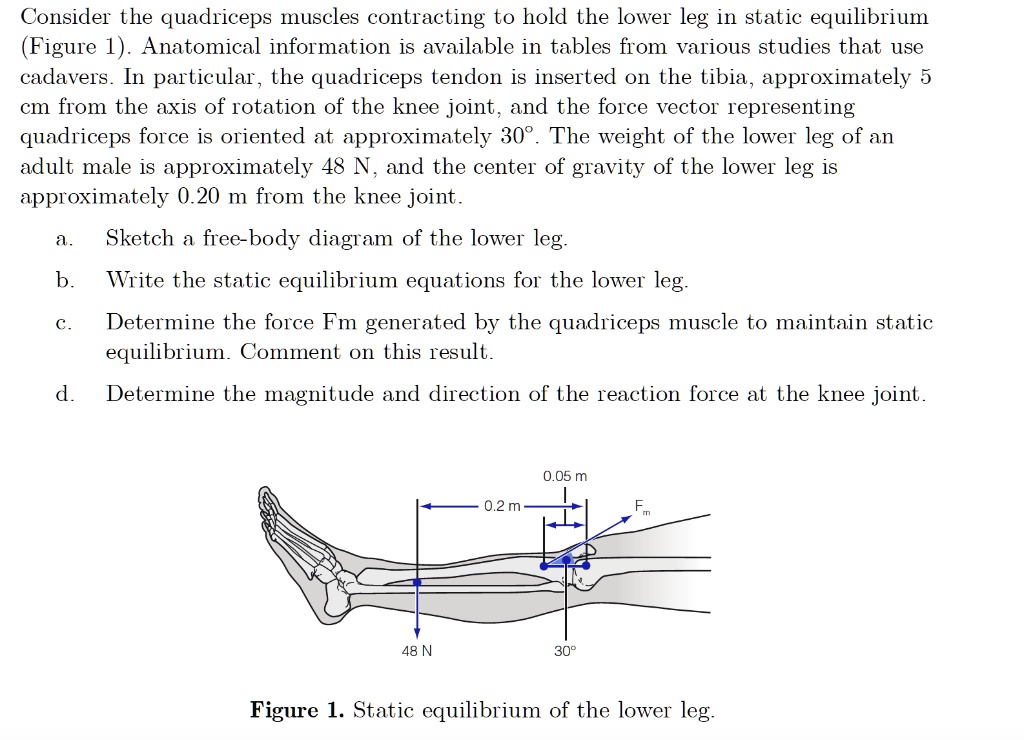 consider the quadriceps muscles contracting to hold the lower leg in ...