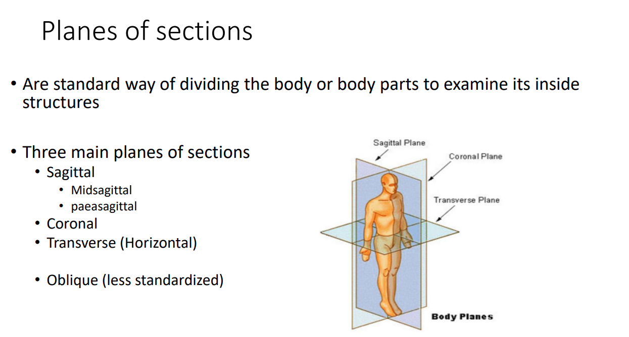 Planes of sections - Are standard way of dividing the body or body ...