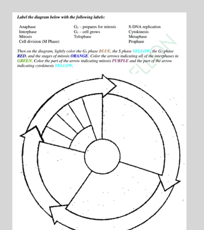 SOLVED: Label the diagram below with the following labels: Anaphase [ntemphase Mitosis Cell ...