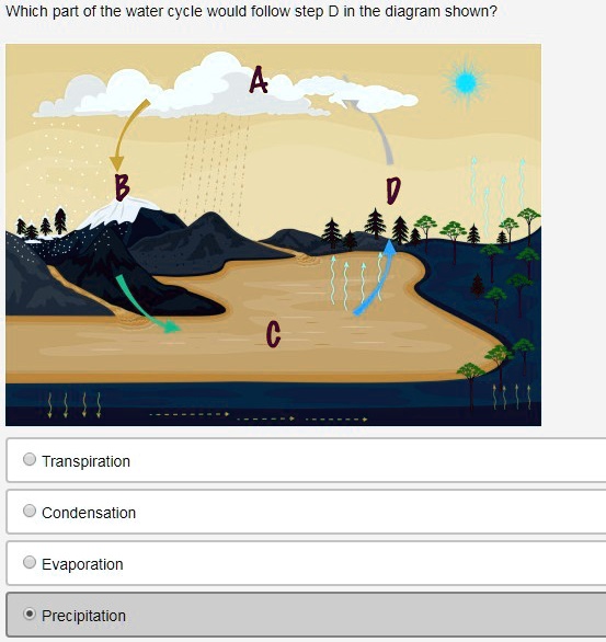 Which part of the water cycle would follow step D in the diagram shown ...