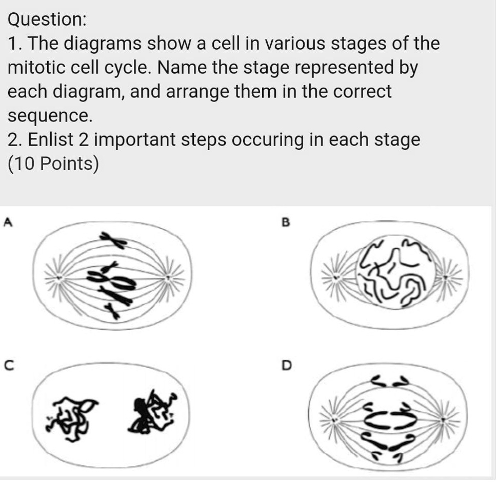 question 1 the diagrams show a cell in various stages of the mitotic ...