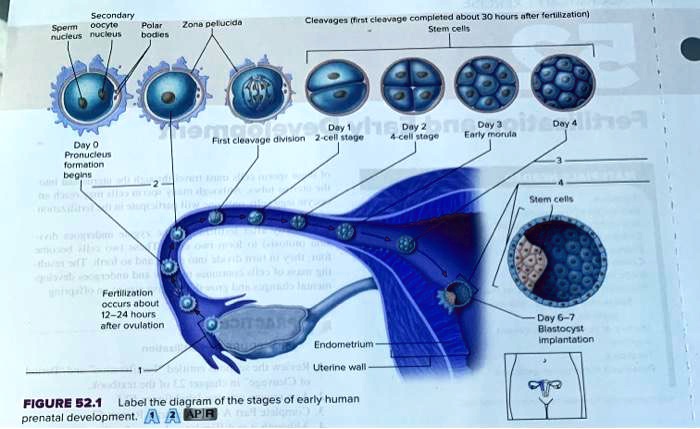 SOLVED: Figure 52.1: The Diagram of the Stages of Early Human Prenatal ...