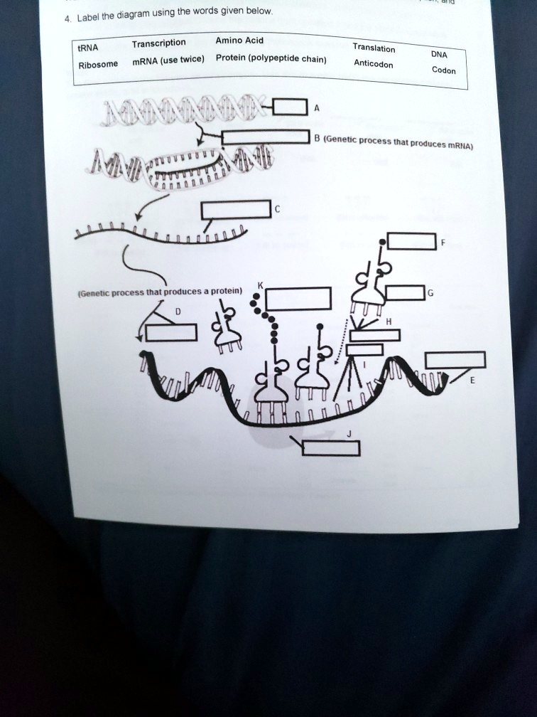 labe the diagram using the words given below transcription amino acid ...