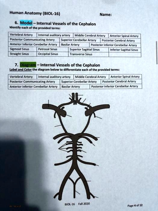 Human Anatomy (BIOL-16) 6. Model–Internal Vessels of the Cephalon ...