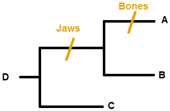 SOLVED: 'Osteichthyes is a group of fish that have the derived ...