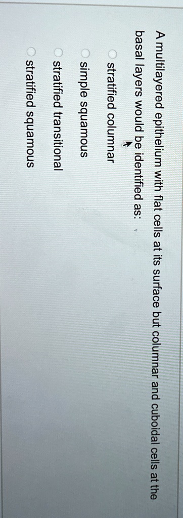 A multilayered epithelium with flat cells at its surface but columnar ...