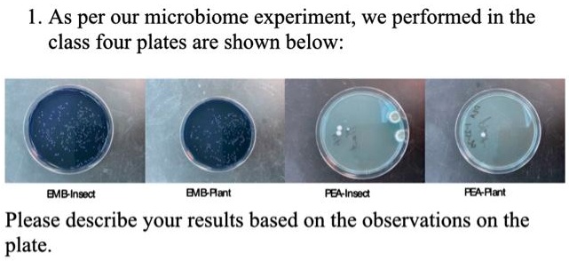 SOLVED:1. As per our microbiome experiment; we performed in the class ...