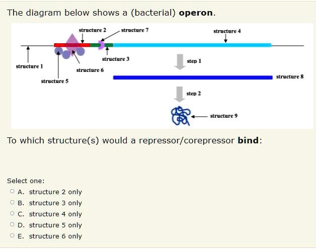 SOLVED: The diagram below shows a bacterial operon. The diagram below ...