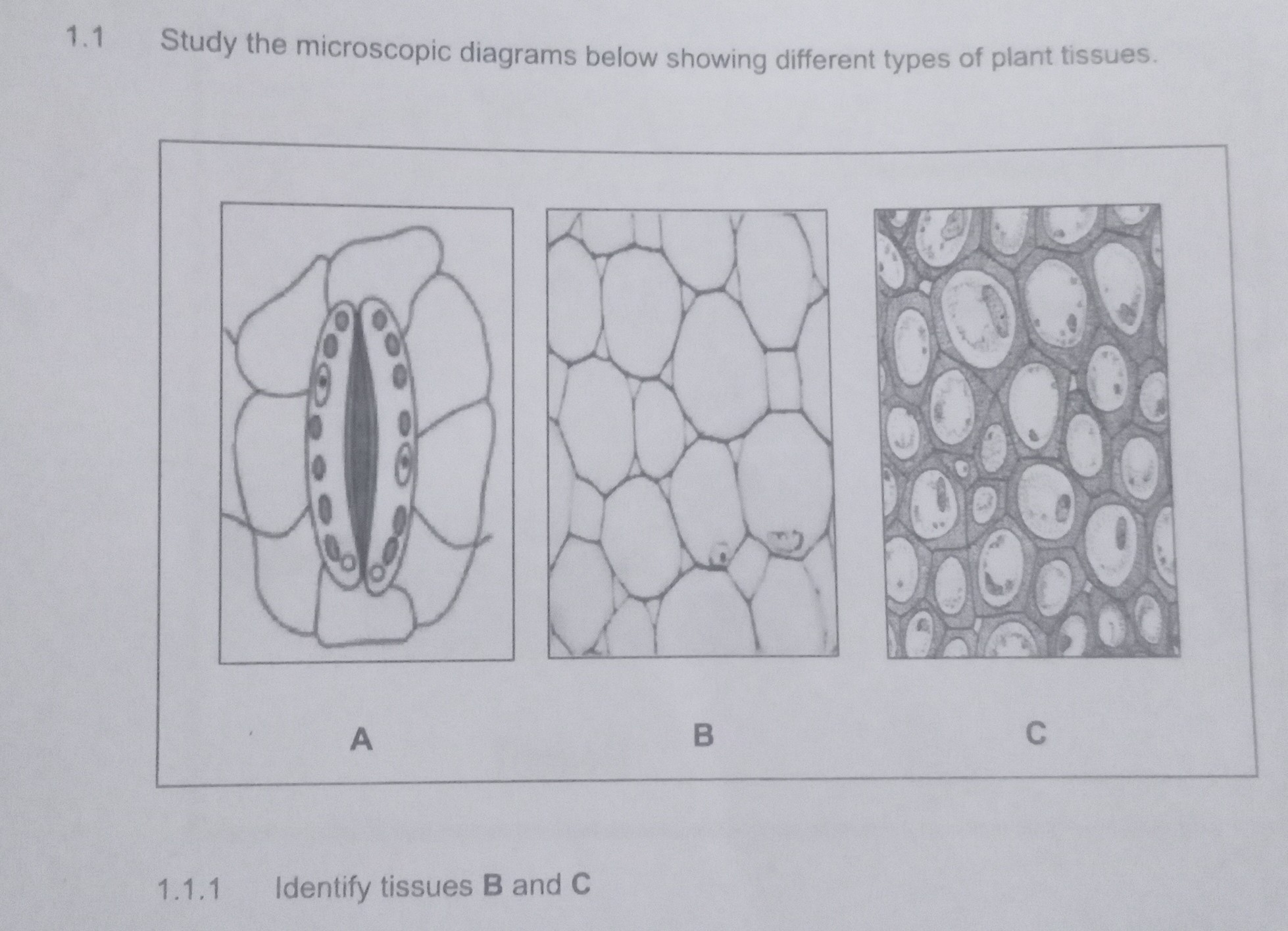 1.1 Study the microscopic diagrams below showing different types of ...