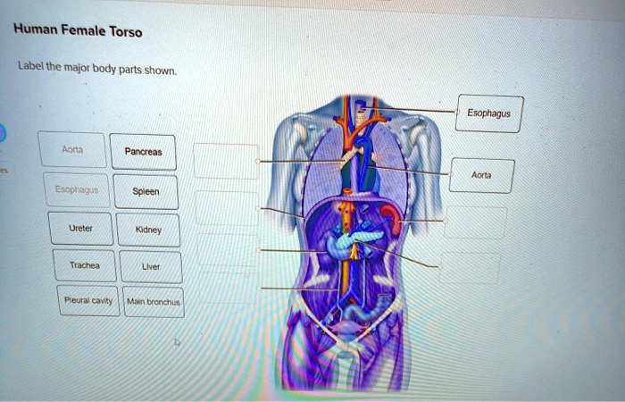 Human Female Torso Label the major body parts shown. Esophagus Aorta ...