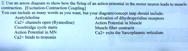 SOLVED: Please help with excitation-contraction coupling diagrams. Thanks.
