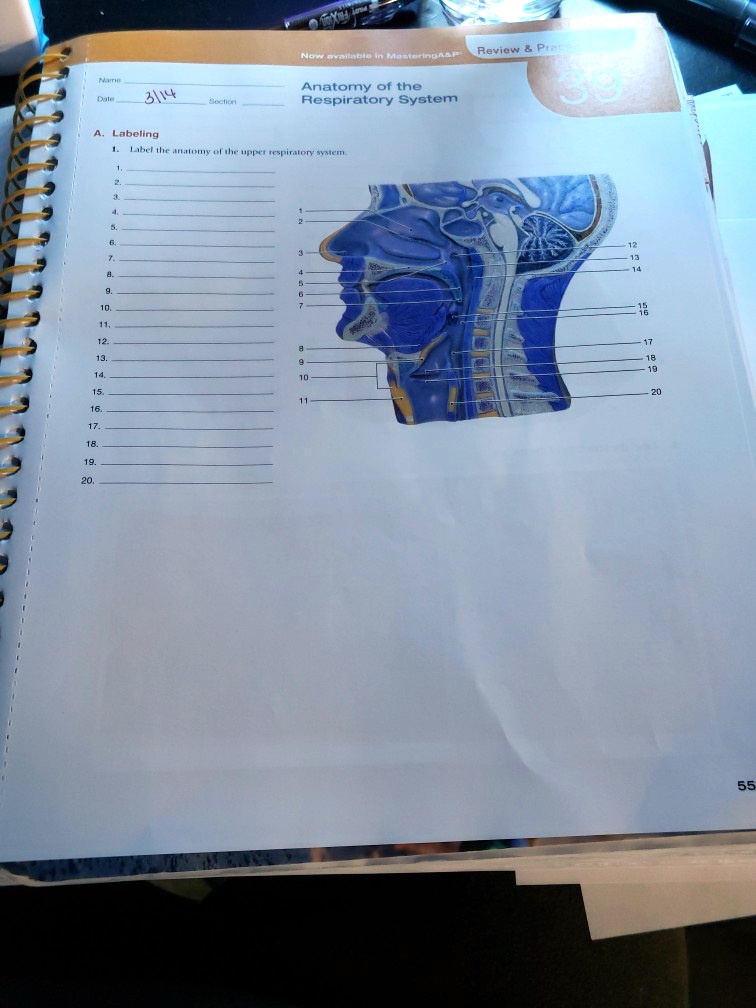 SOLVED: Anatomy of the Respiratory System Labeling: Label the anatomy ...