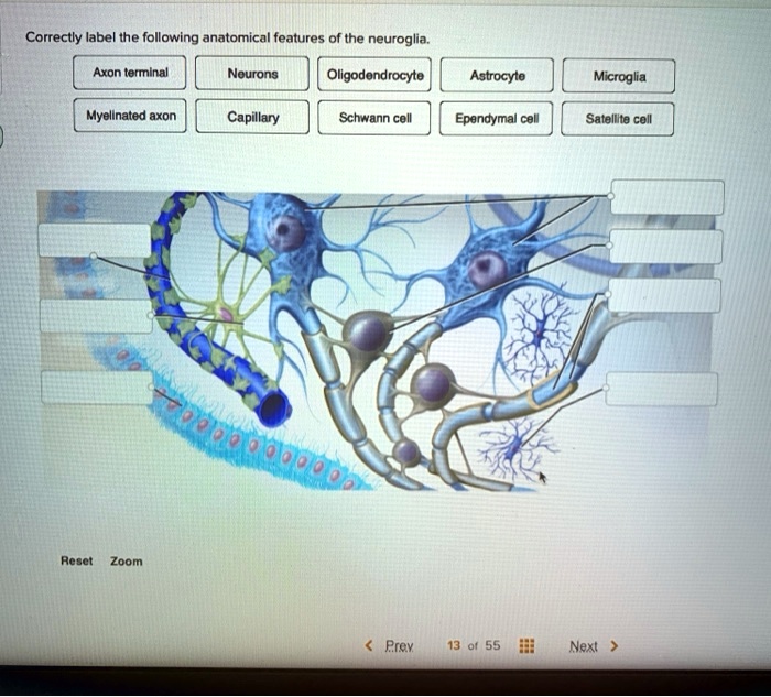 Correctly label the following anatomical features of the neuroglia. Axon terminal Neurons ...