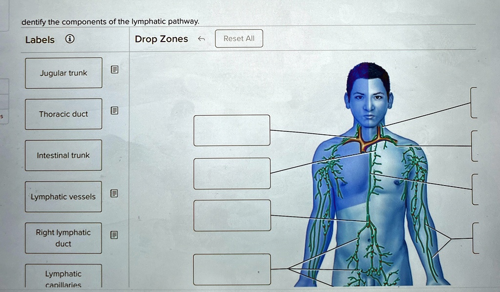 dentify the components of the lymphatic pathway labels jugular trunk ...