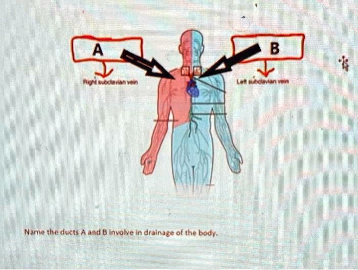 A B Right subclavian vein Left subclavian vein Name the...