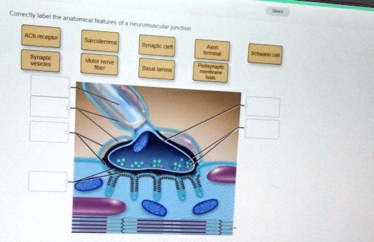 Correctly label the anatomical features of a neuromuscular junction ...