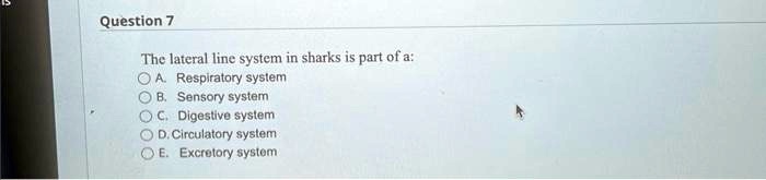 SOLVED: The lateral line system in sharks is part of a: A. Respiratory ...