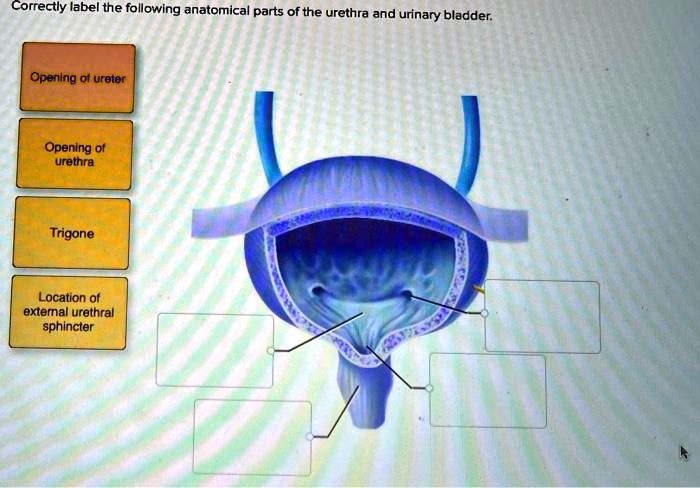 SOLVED: Correctly label the following anatomical parts of the urethra ...