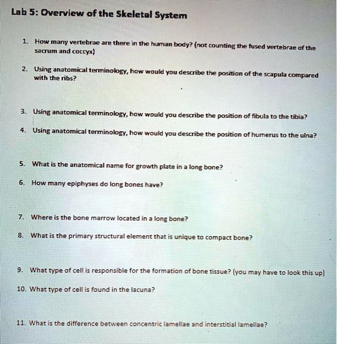 Lab 5: Overview of the Skeletal System 1. How many vertebrae are there ...