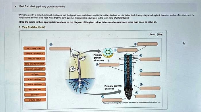 Part B-Labeling primary growth structures Primary growth is growth in ...