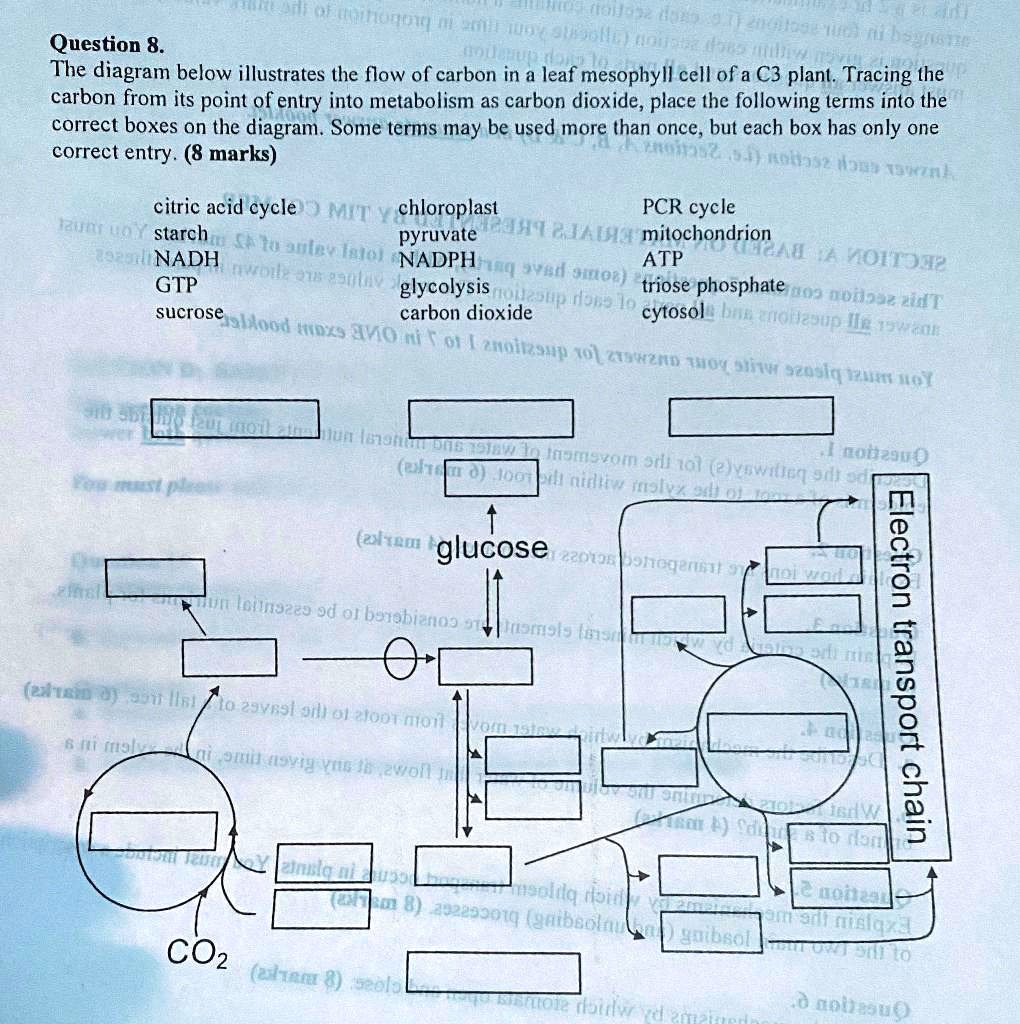 Question 8. The diagram below illustrates the flow of carbon in a leaf ...