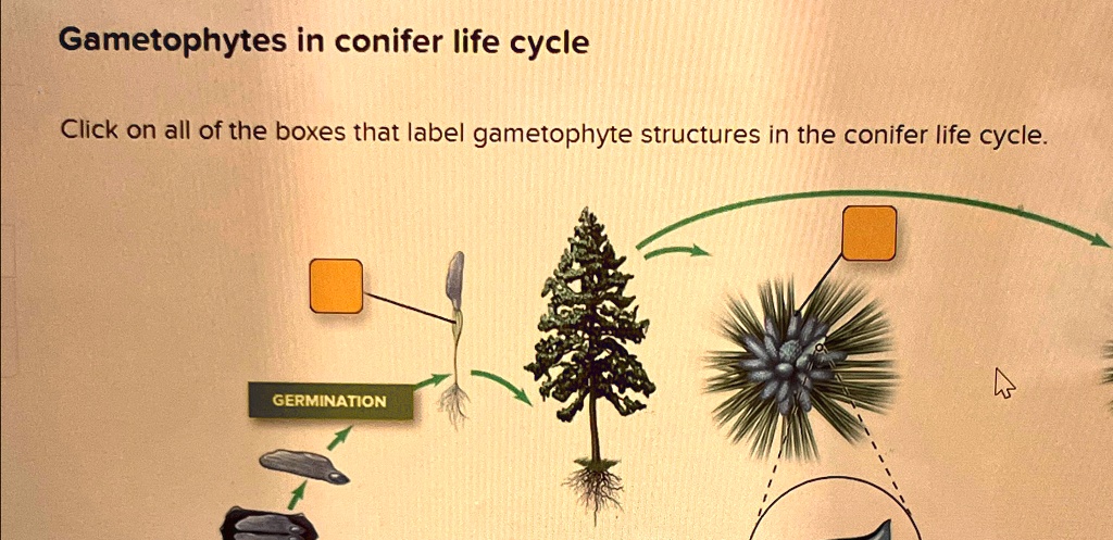 Conifer Life Cycle Labeled