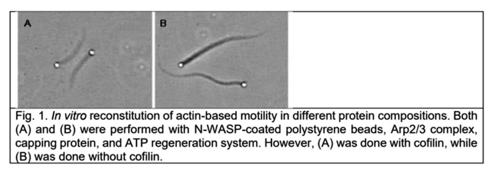 Fig. 1. In vitro reconstitution of actin-based motility in different ...