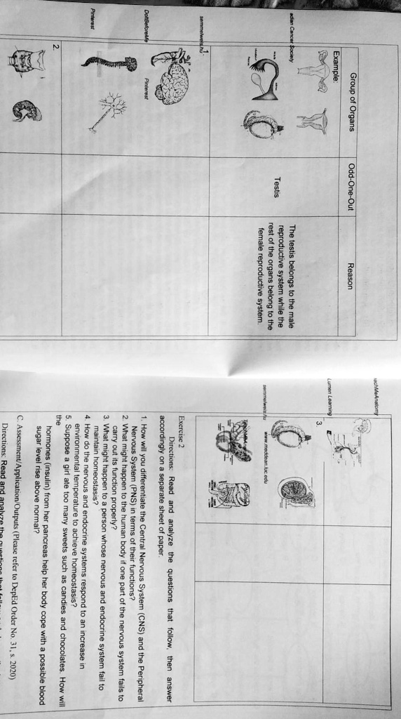 Pinterest Group of Organs Odd-One-Out Reason Example: Society 86 Testis ...