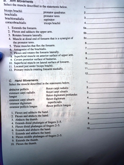 B. Arm Movements Select the muscle described in the statements below. 1 ...