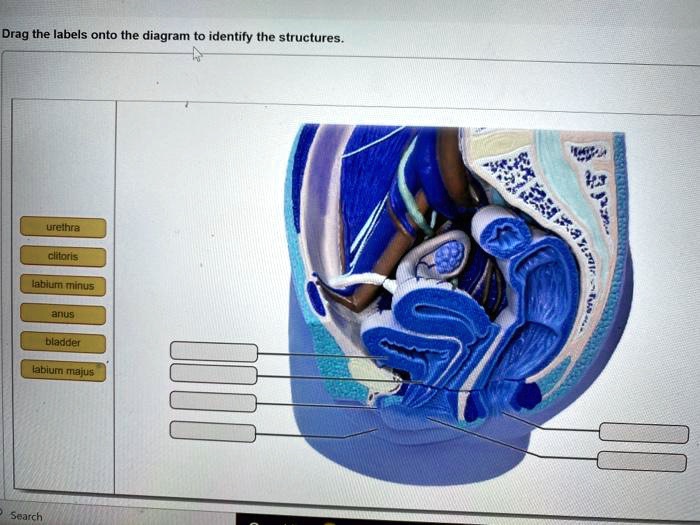 Drag the labels onto the diagram to identify the structures. urethra ...